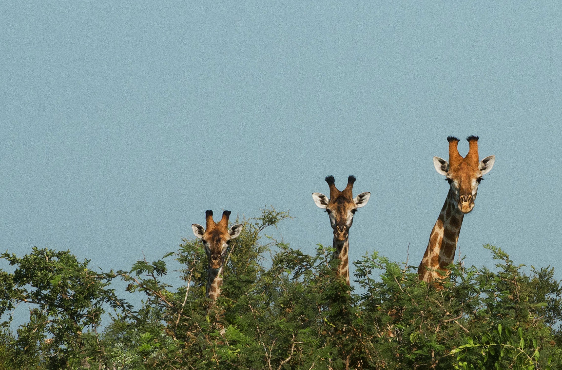 The Great Trek – Flow